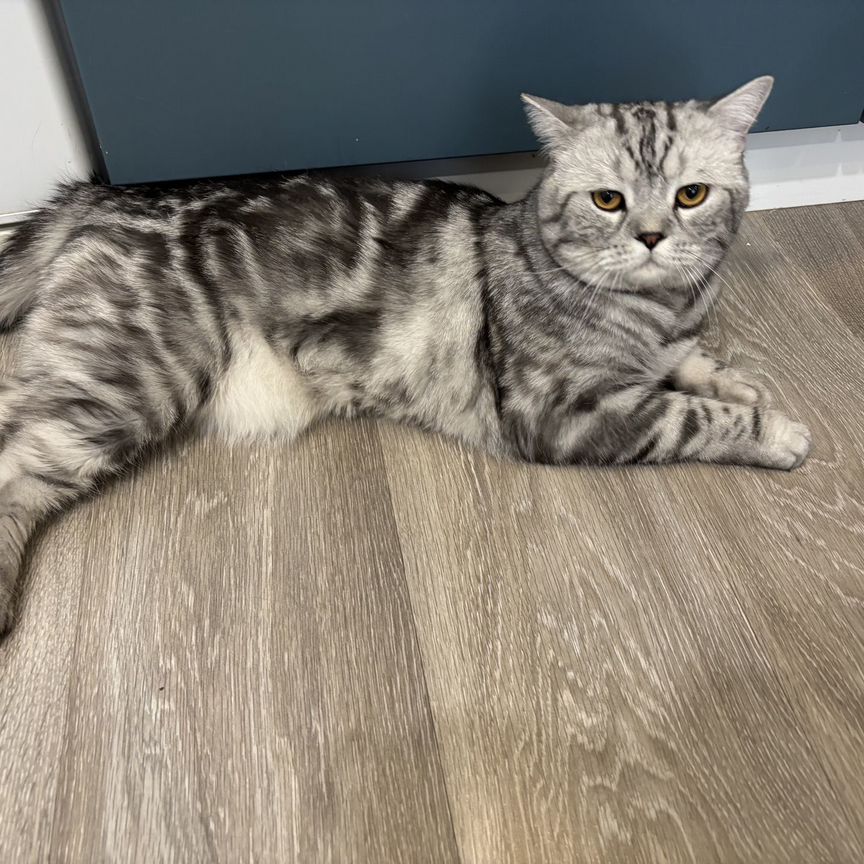 Британский кот