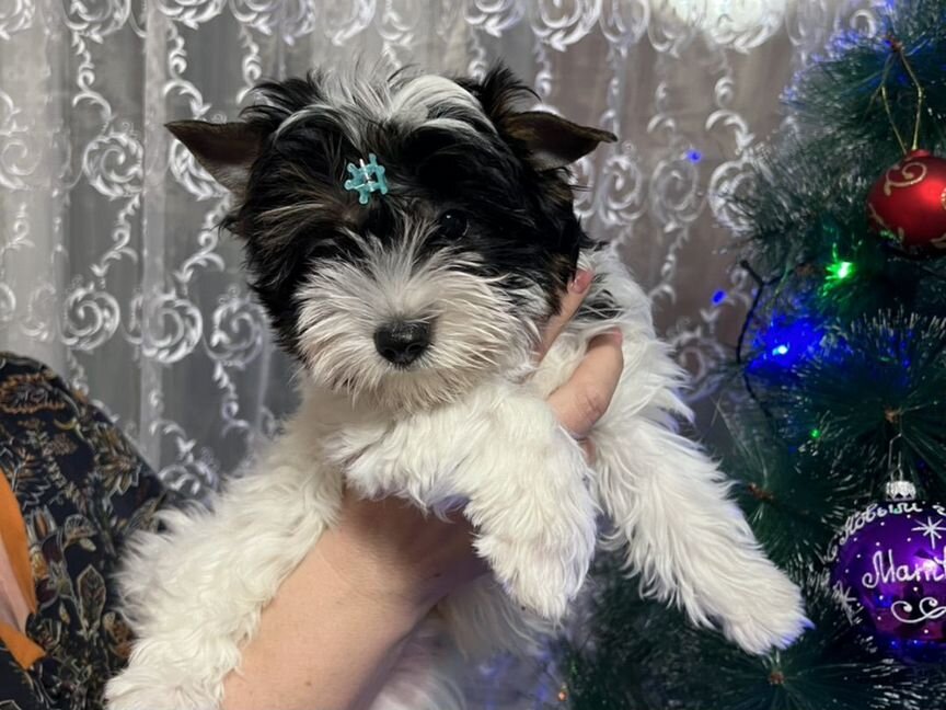 Бивер йорк шенок