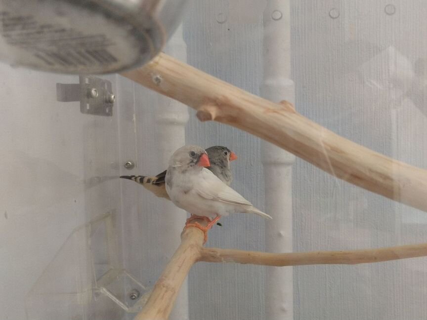 Зебровые амадины