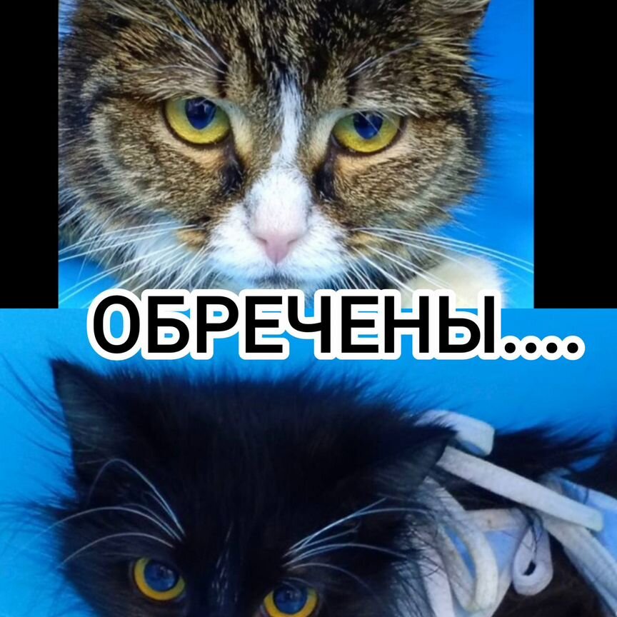 Две сестренки из дома под снос. Дом, семья найдись