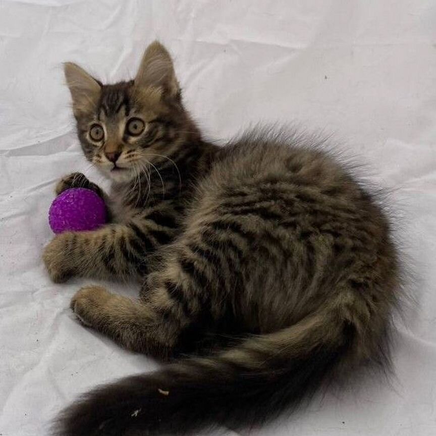 Сибирский котёнок Шон (2 мес) в добрые руки