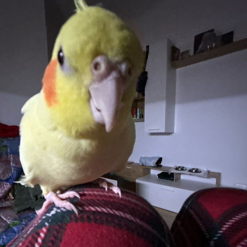 Попугай корелла