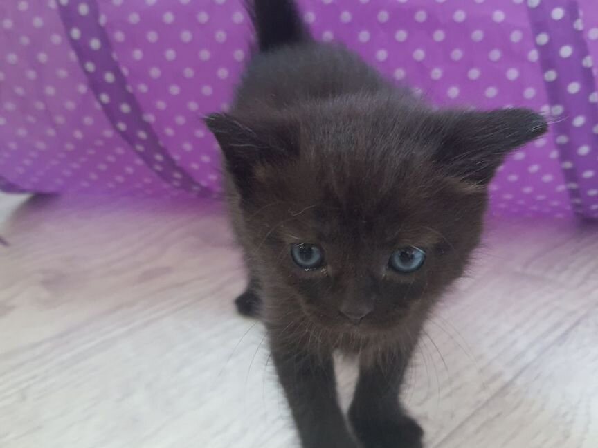 Отдам котенка в добрые руки бесплатно