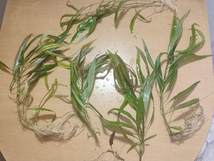 Гигрофила узколистная