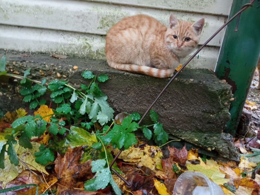 Рыжий котёнок погибает в Подмосковье