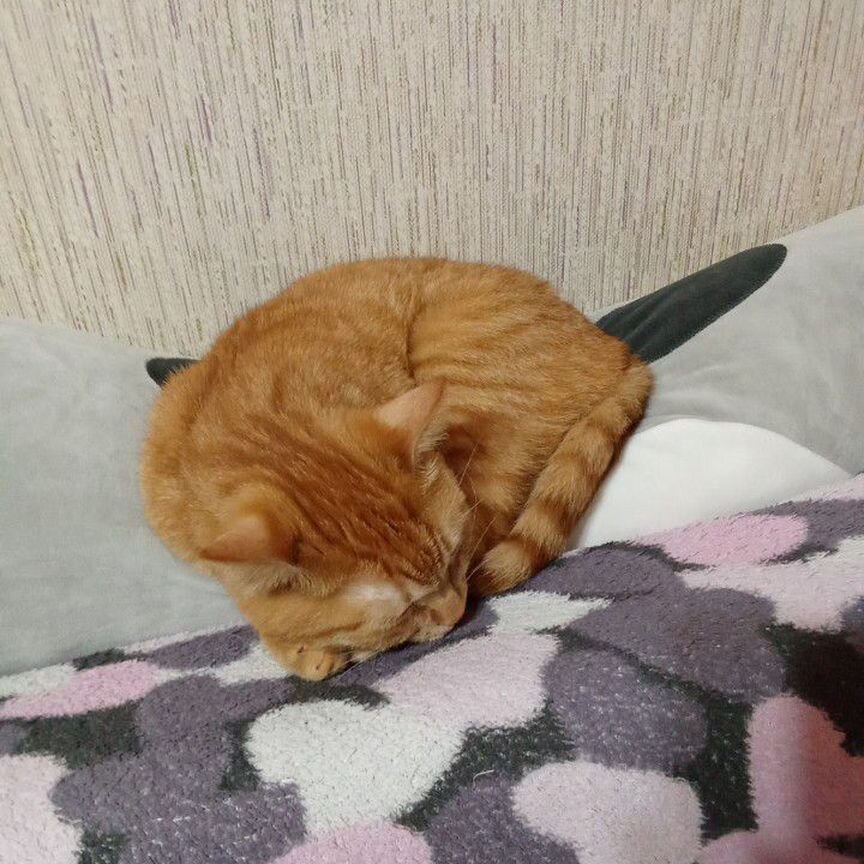 Отдам кота в ответственные руки
