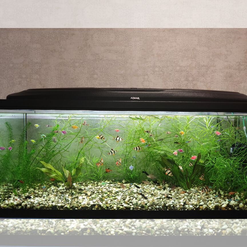 Погостемон октопус