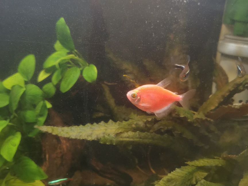 Аквариумные рыбки и растения