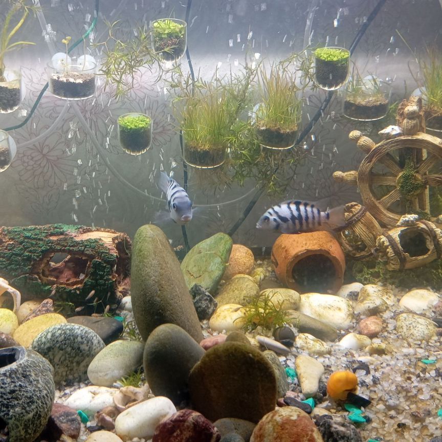 Отдам бесплатно мальков цихлозем