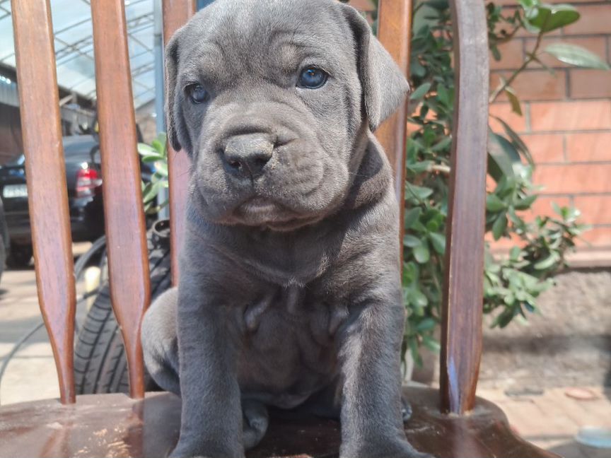 Щенки кане корсо