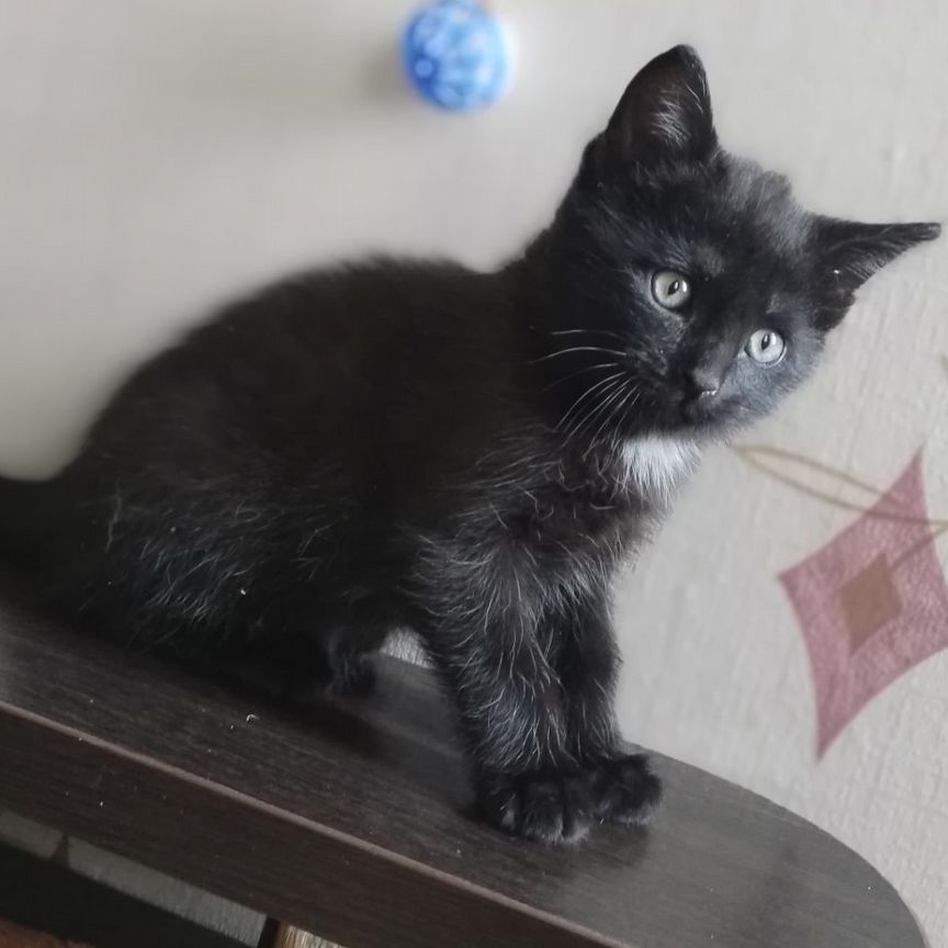 Котёнок от частного владельца