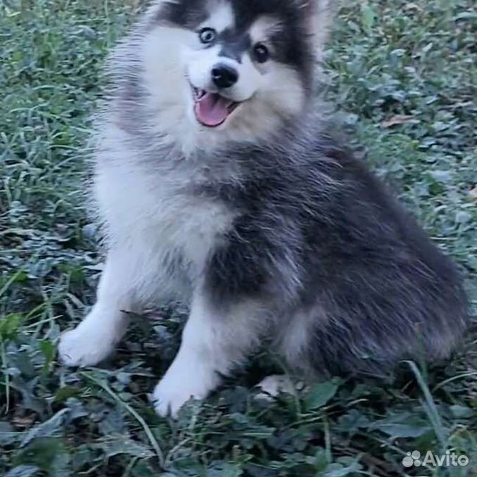 Помски черно-белые