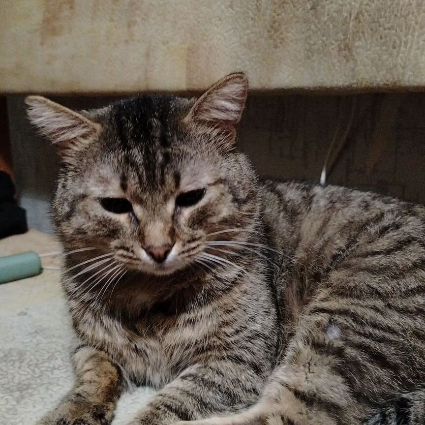 Котики бесплатно в добрые руки