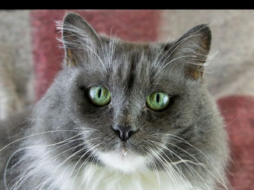 Норвежская лесная