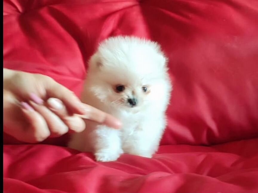 Микро и мини шпиц