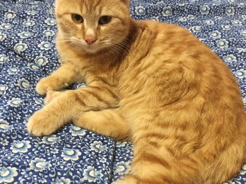 Котенок рыжик