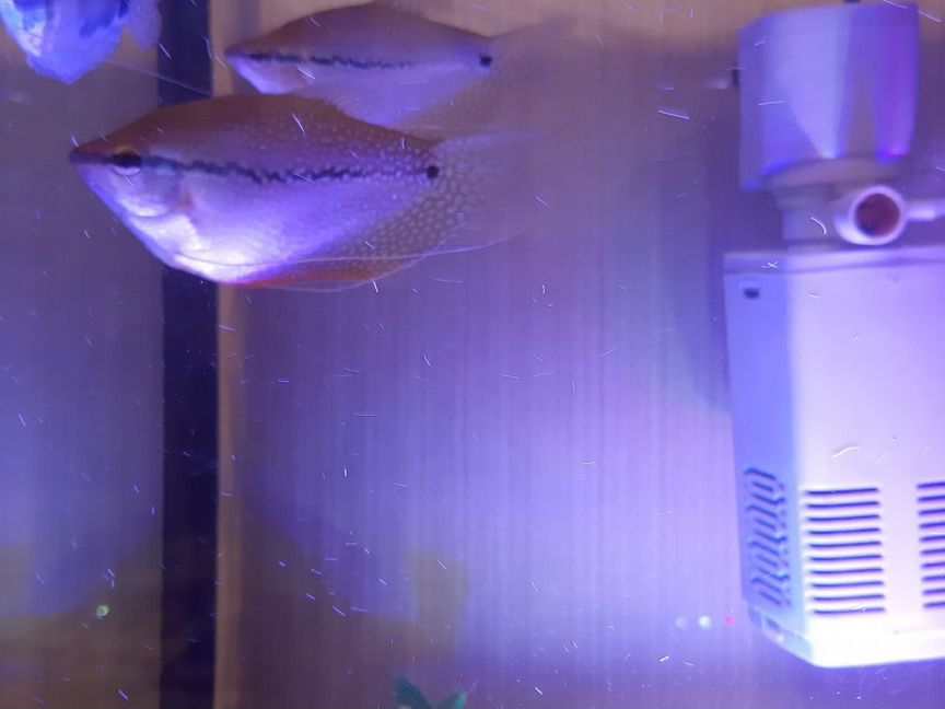 Аквариумные рыбки гурамии петушок