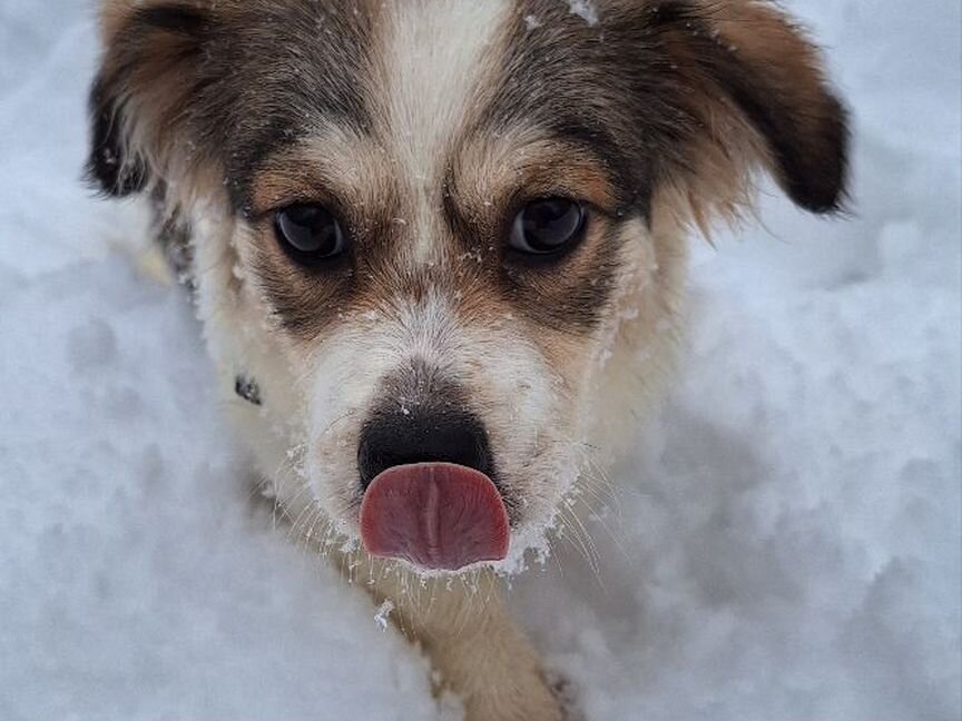 Собака в добрые руки отдам бесплатно