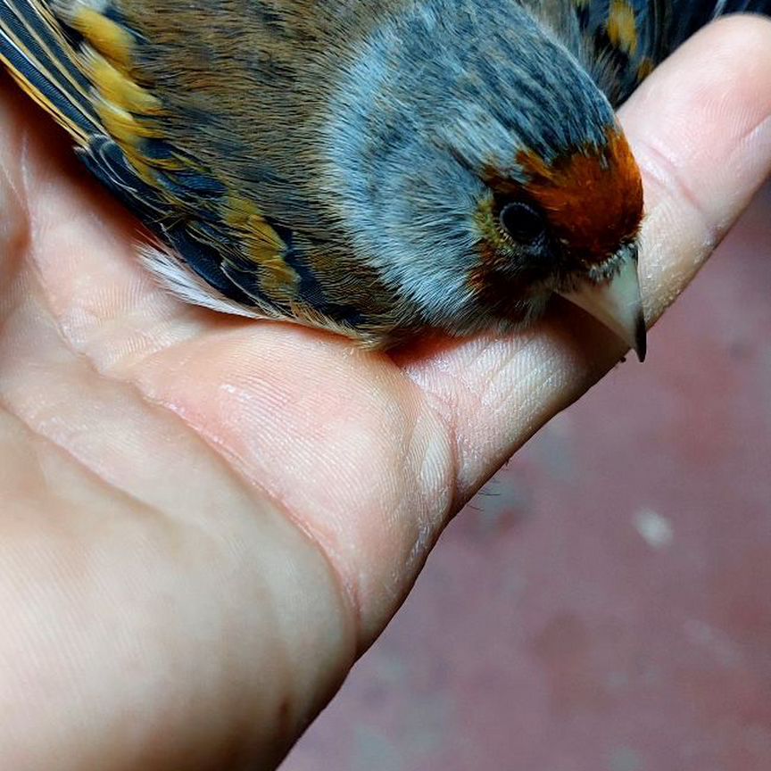 Гибрид шегол и канарейка. Самец