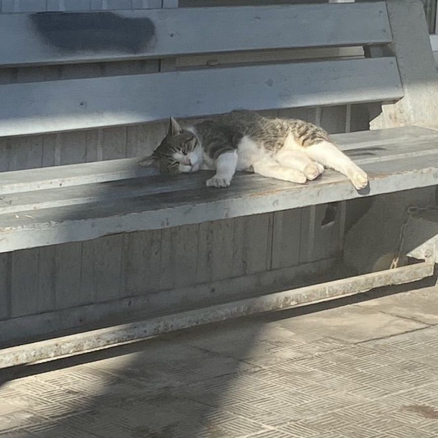 Пристройство кошек