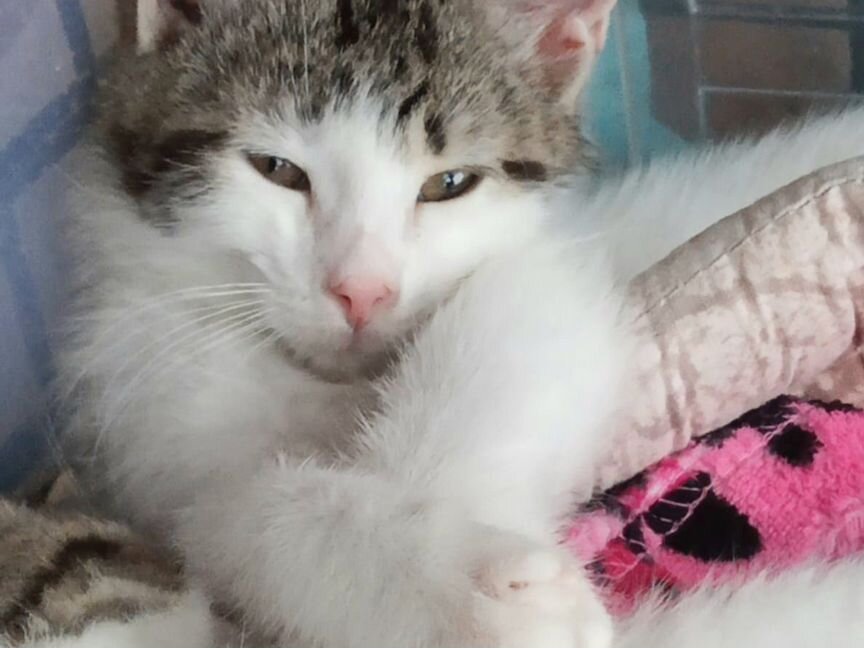 Котенок мальчик с замечательным характером