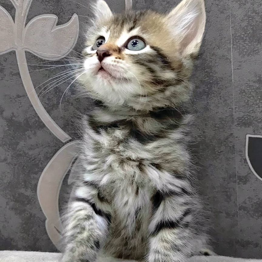 Сибирские котята