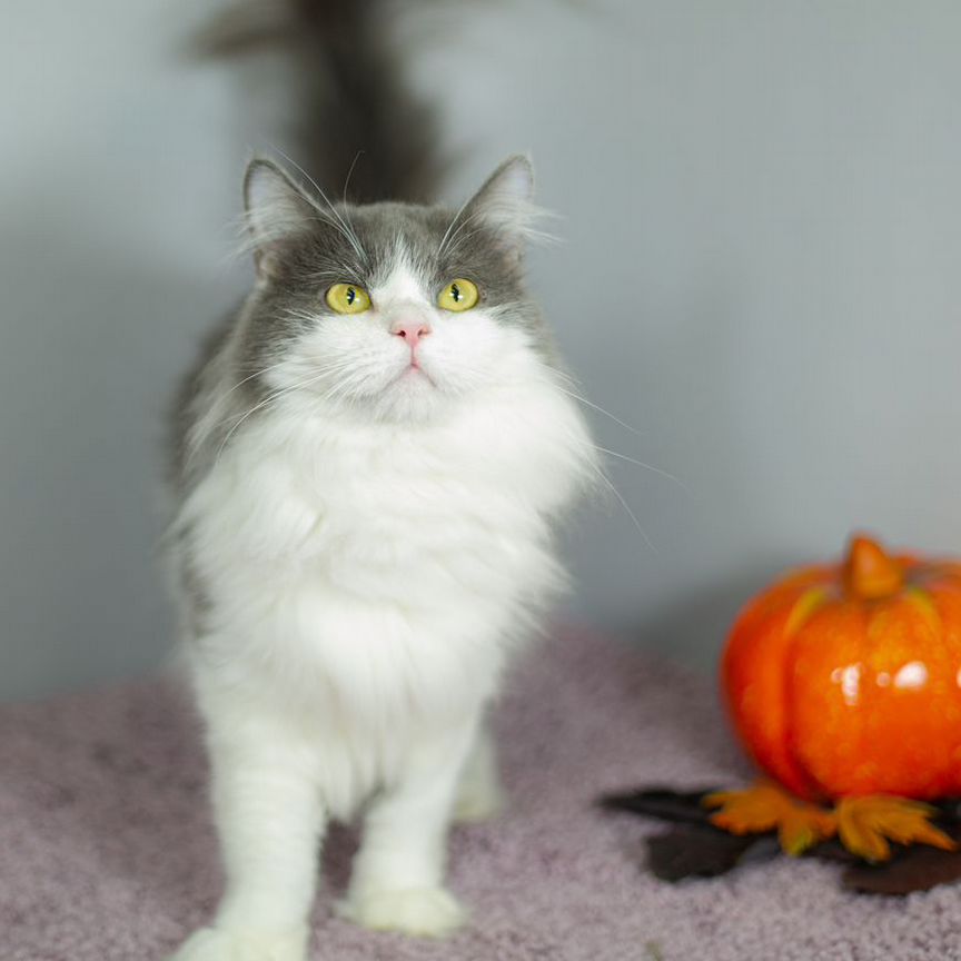 Кошка милейшая Грейс в поисках семьи