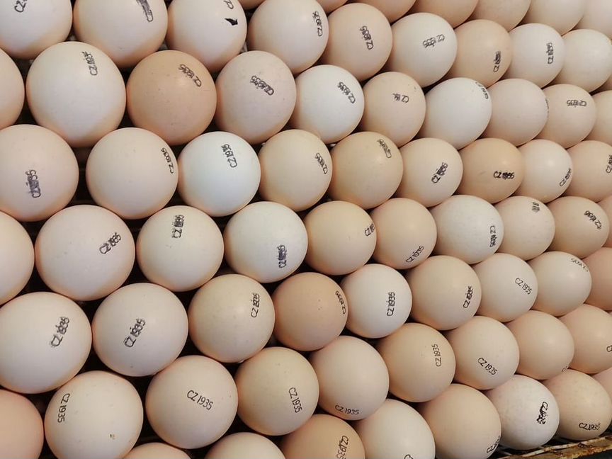 Инкубационное яйцо бройлера Кобб 500,росс 308