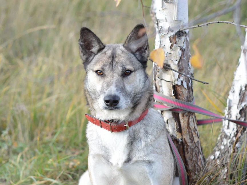 Мини лайка Дейзи ищет семью
