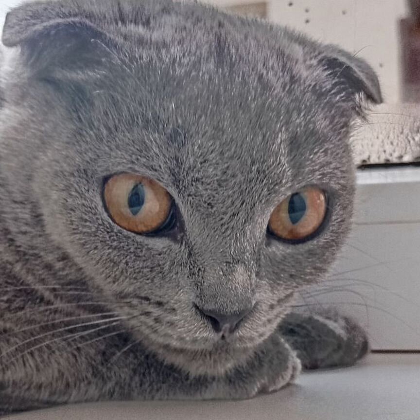 Шотландская вислоухая кошка серая