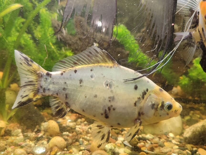 Аквариумные рыбки