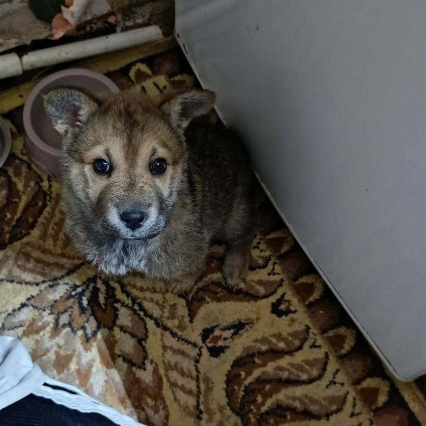 Щенок в добрые руки