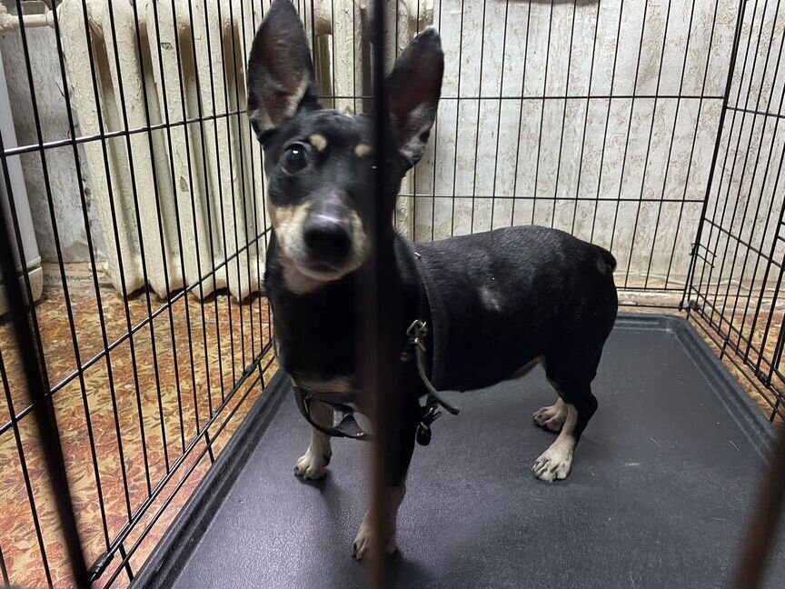 Собака в добрые руки Маленькая Приученая