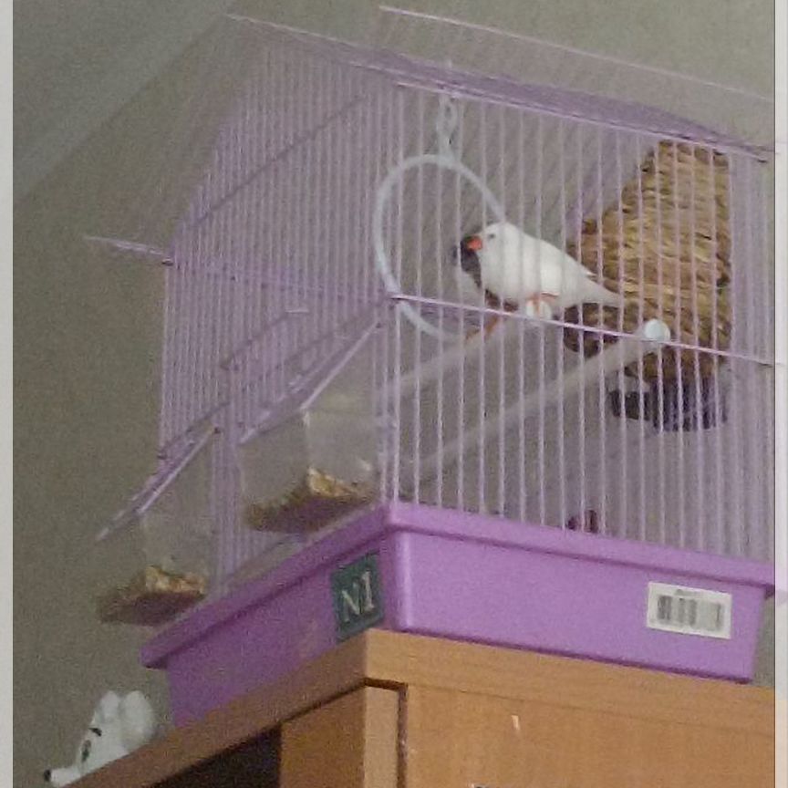 Птицы амадины