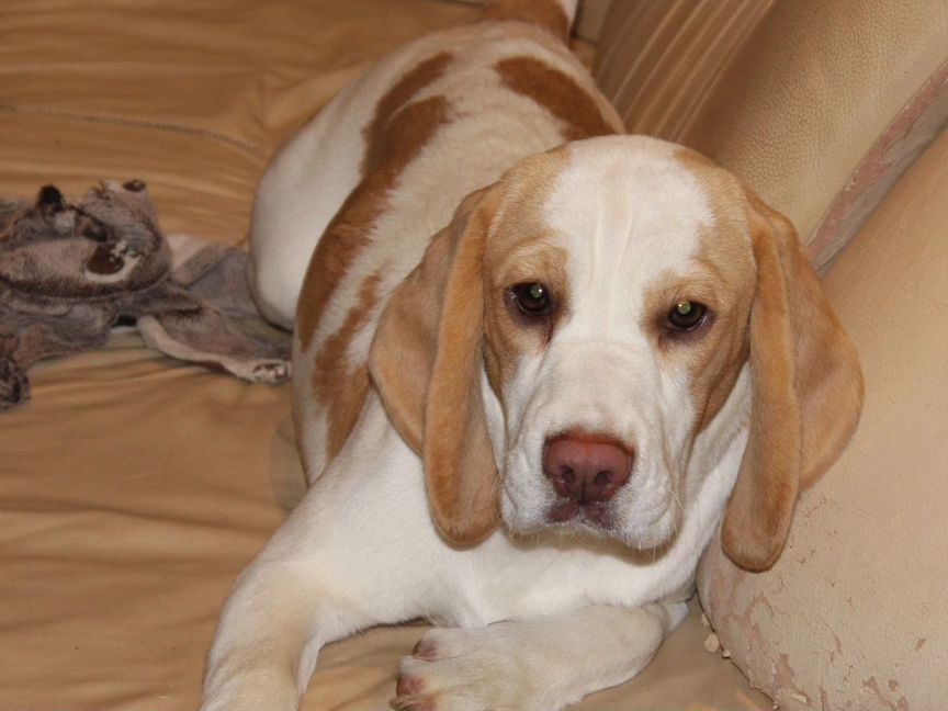 Бигль биколор