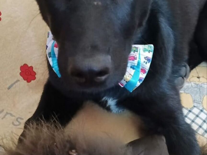 Собака в добрые руки отдам бесплатно