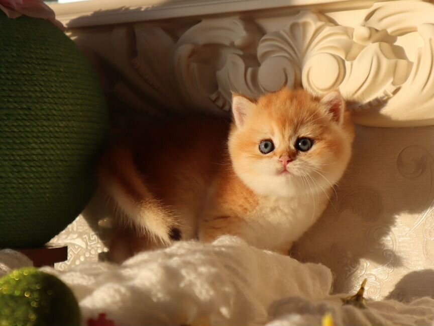 Британские котята золотая шиншилла 2 мес