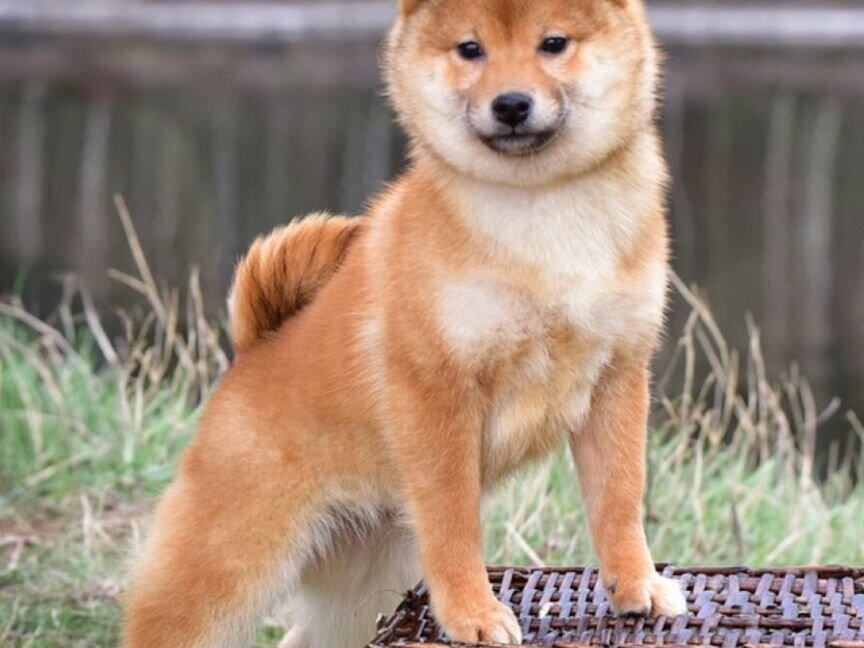 Красивый щенок сиба, девочка