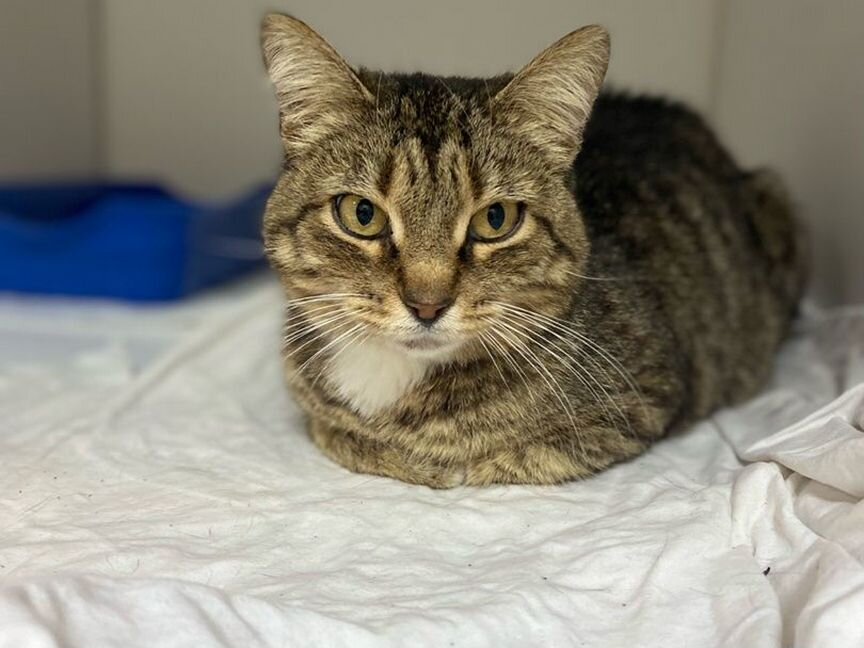 Котишки из приюта ждут человека