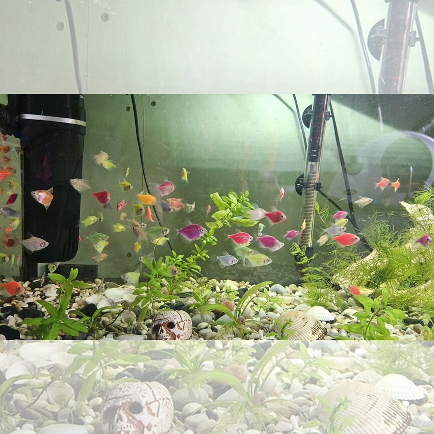 Рыбки тернеции glofish