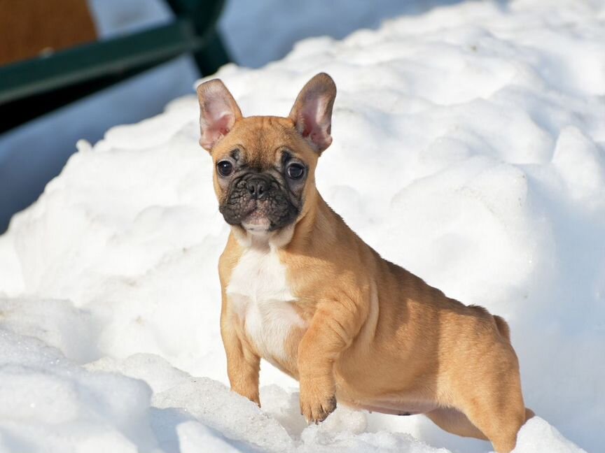 Солнечная малышка