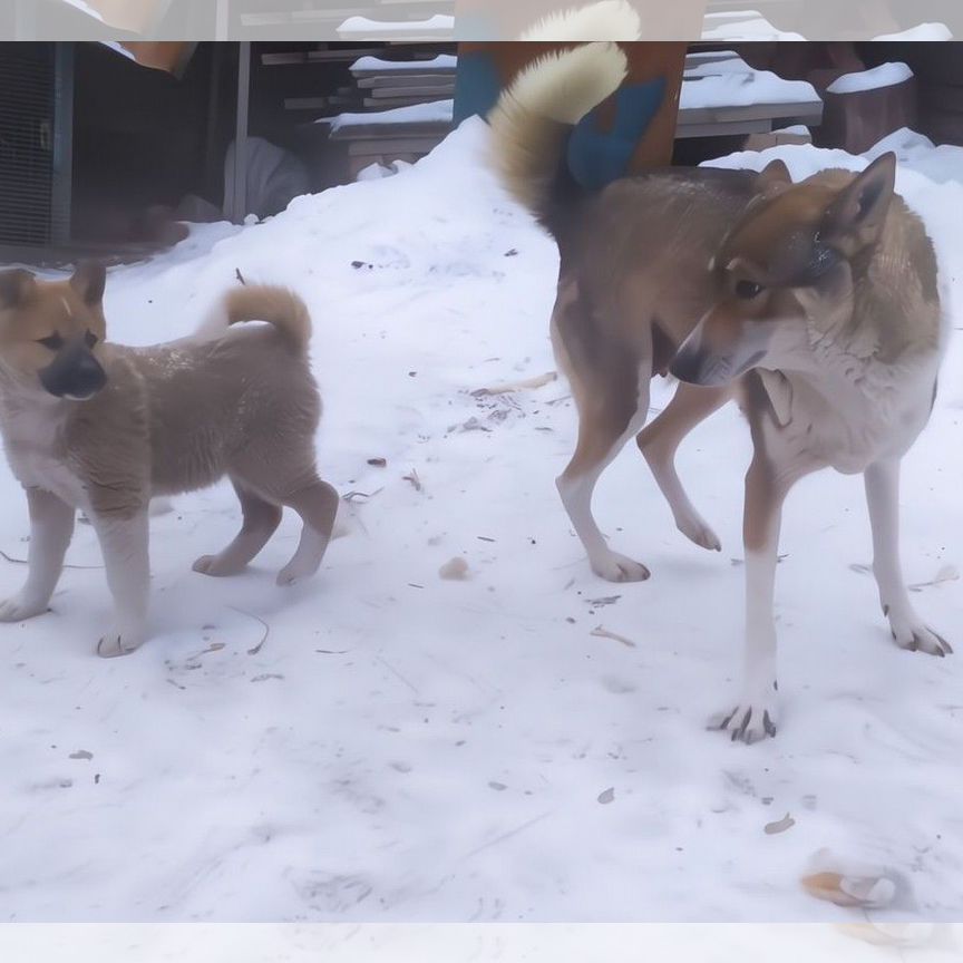 Западносибирская лайка, щенок