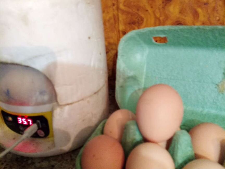 Инкубационное яйцо кур несушек