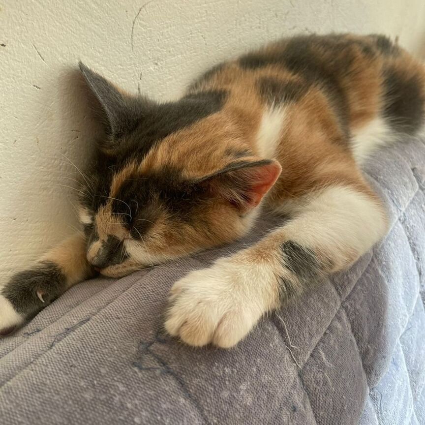 Котёнок подросток, девочка, в добрые руки