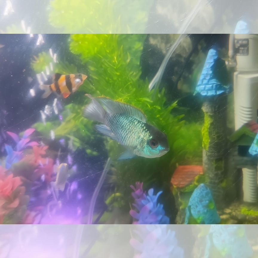 Наннакара неон Блю, самочка