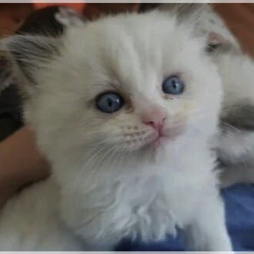 Рэгдолл котёнок