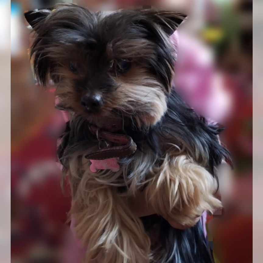 Йоркширский терьер, взрослый пёс