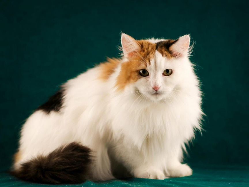 Кошка в добрые руки