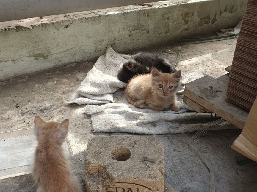 То, чего не хватает вашему дому. Котики