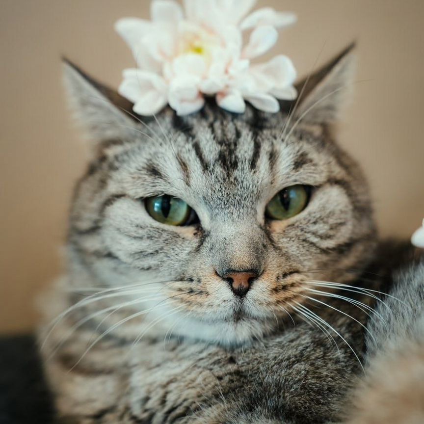 Кот Эйс